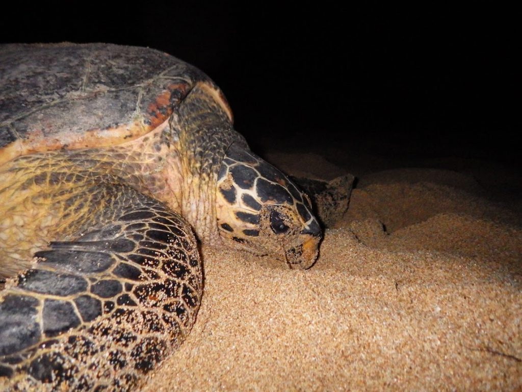 タイマイを守る - 認定NPO法人エバーラステイング・ネイチャー