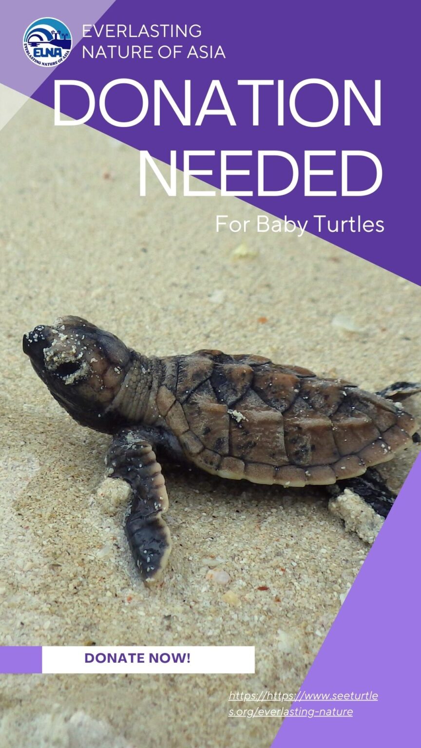 Special Donation Campaign for Indonesian Hawksbill Turtles! - 認定NPO法人 ...